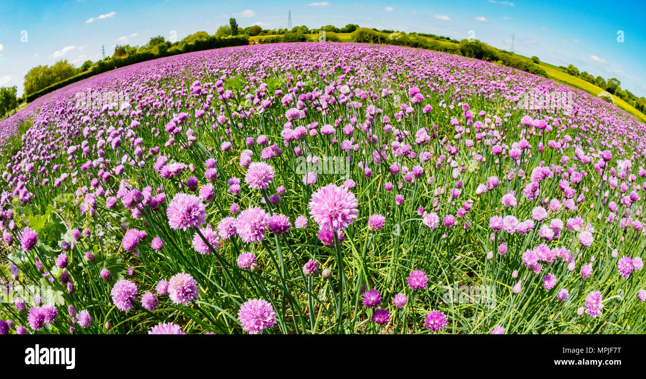 Field of Chives growing as a crop Stock Photo - Alamy