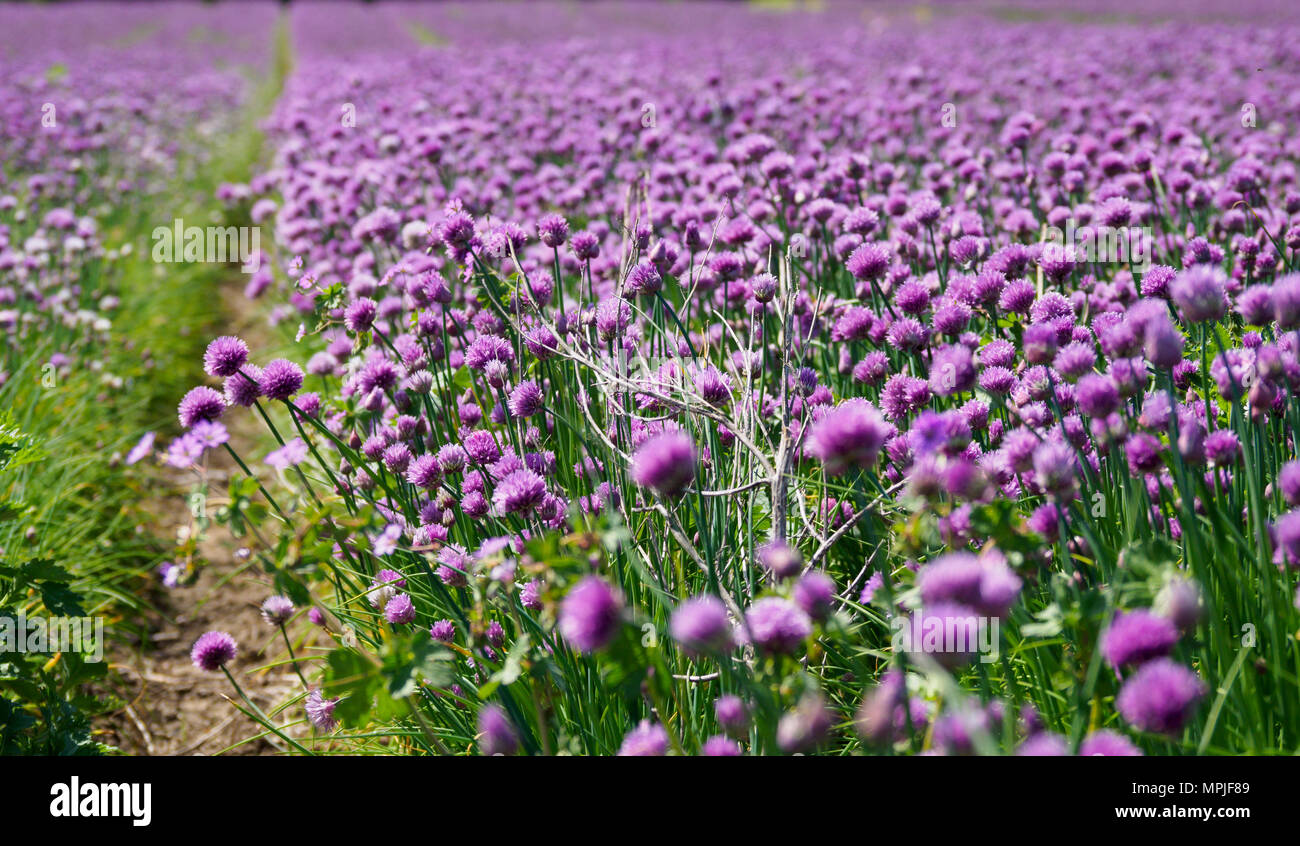 Field of Chives growing as a crop Stock Photo - Alamy