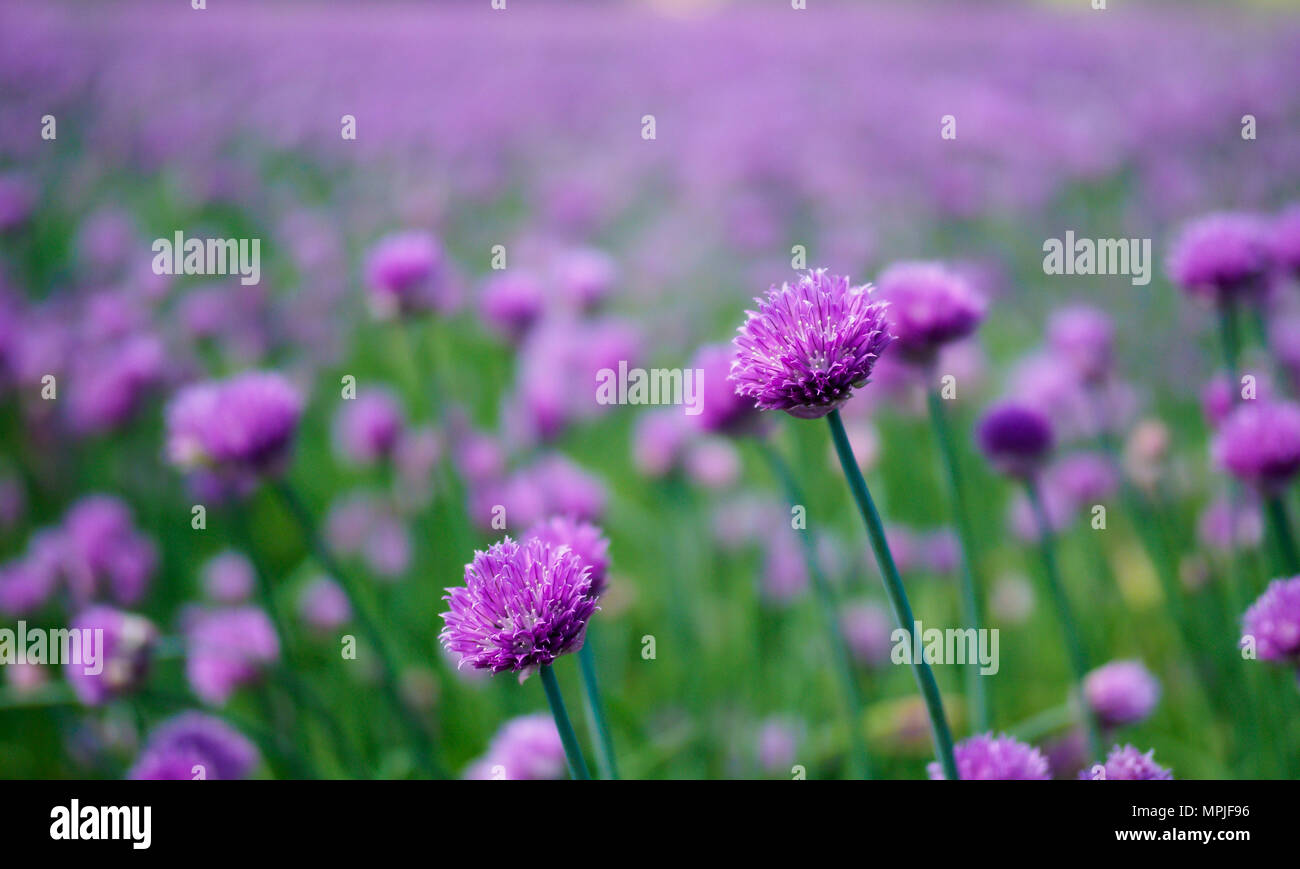 Field of Chives growing as a crop Stock Photo - Alamy