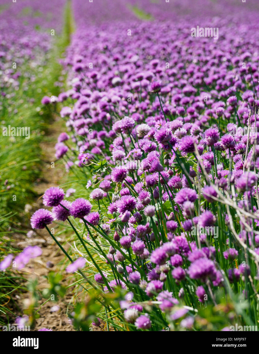 Field of Chives growing as a crop Stock Photo - Alamy