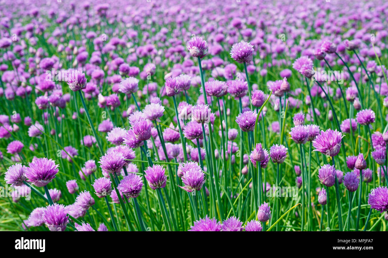 Field of Chives growing as a crop Stock Photo - Alamy