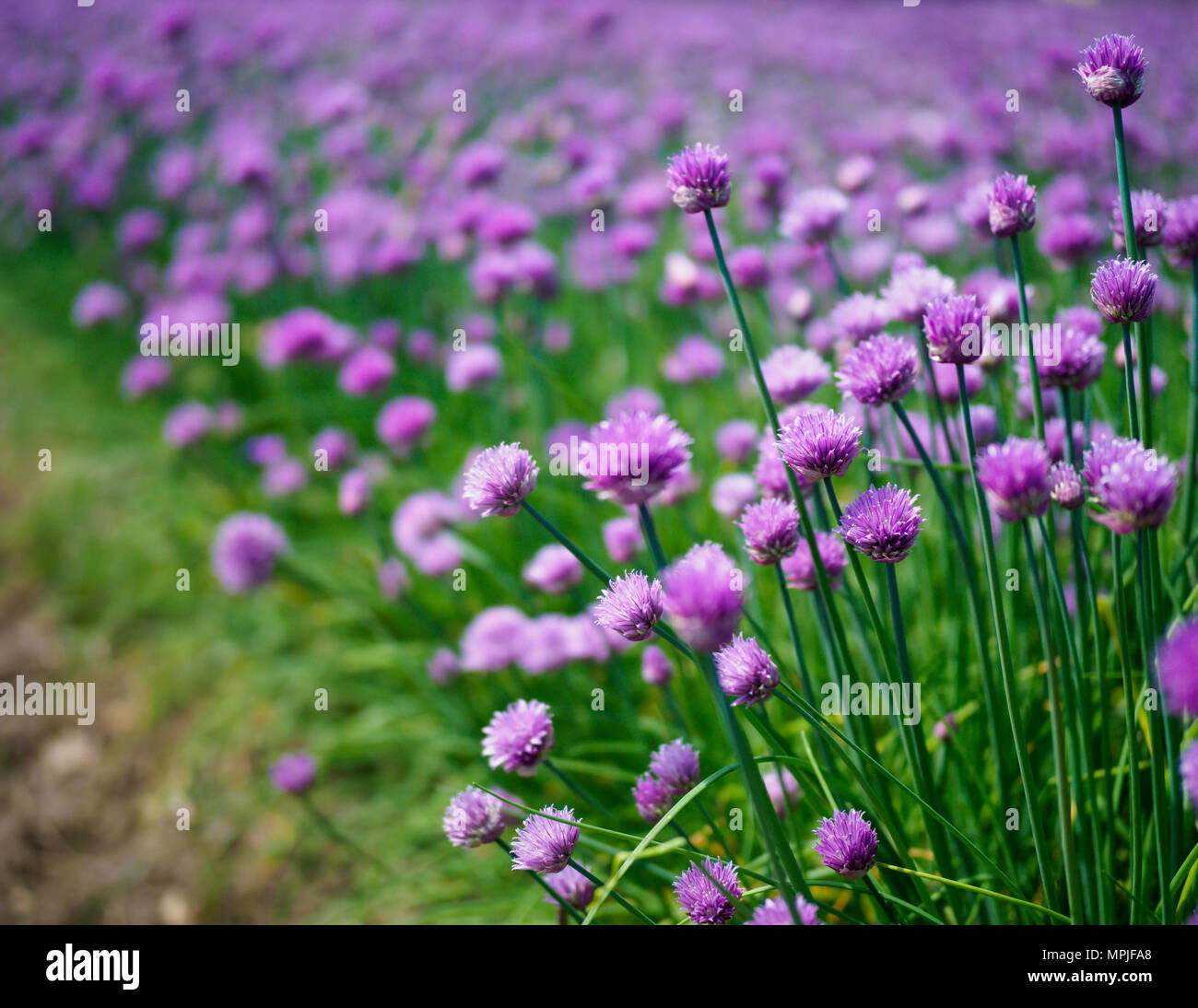 Field of Chives growing as a crop Stock Photo - Alamy