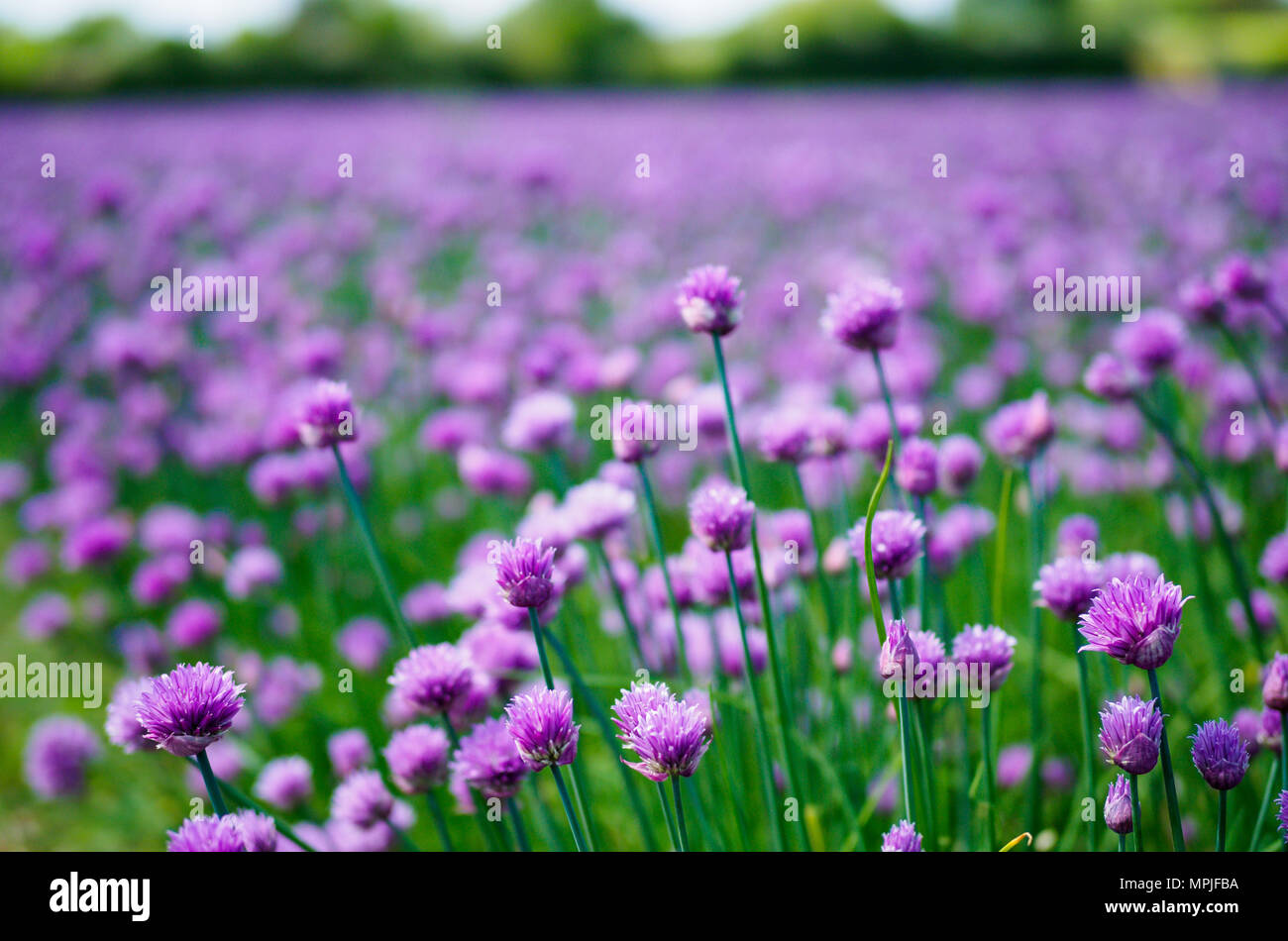Field of Chives growing as a crop Stock Photo - Alamy