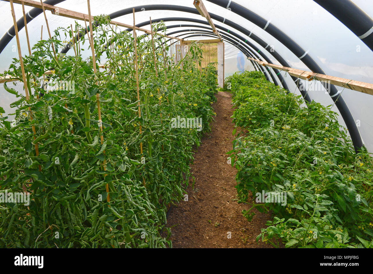Small holding croft farm with a variety of poly tunnels and plots with ...