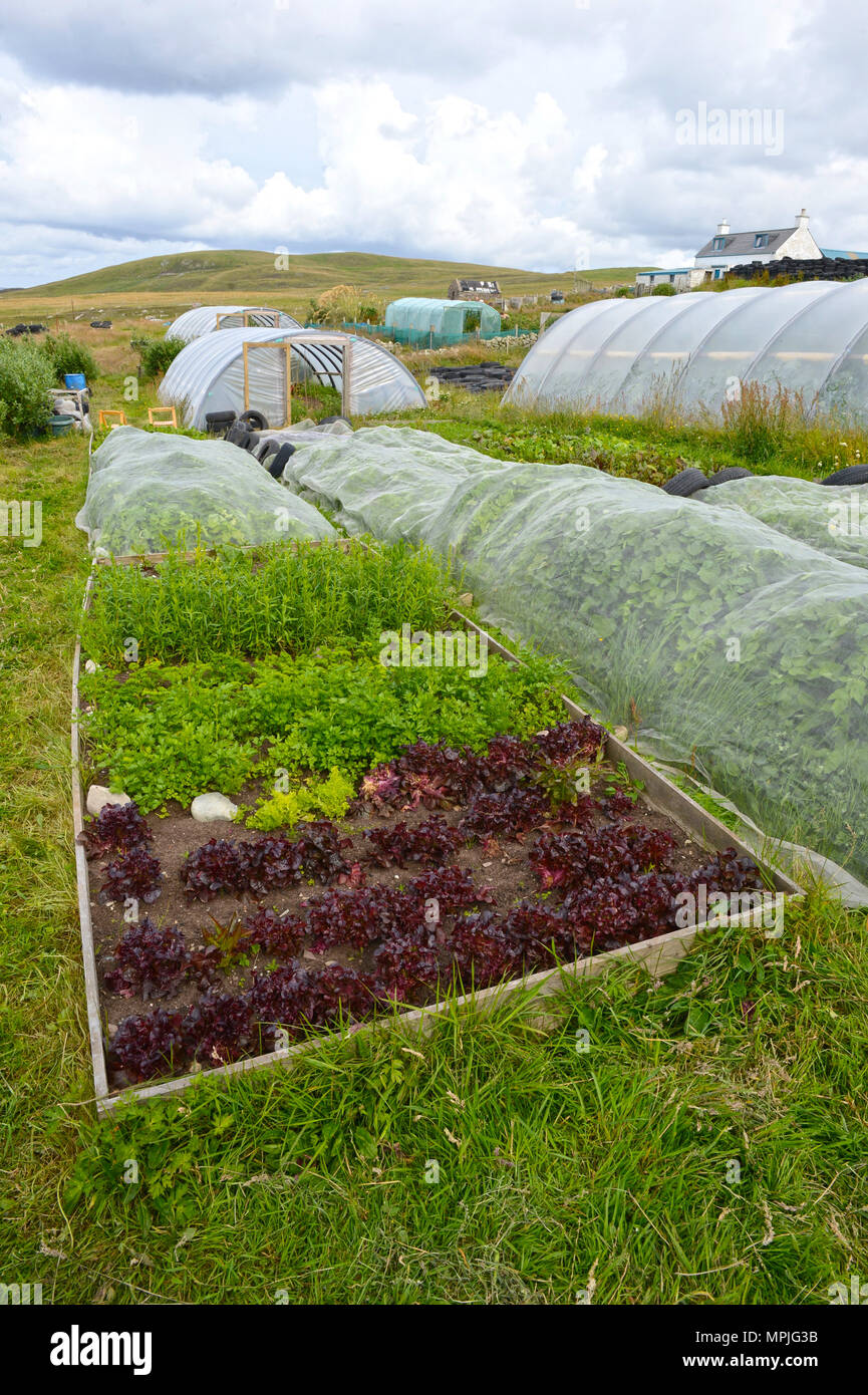 Small holding croft farm with a variety of poly tunnels and plots with ...