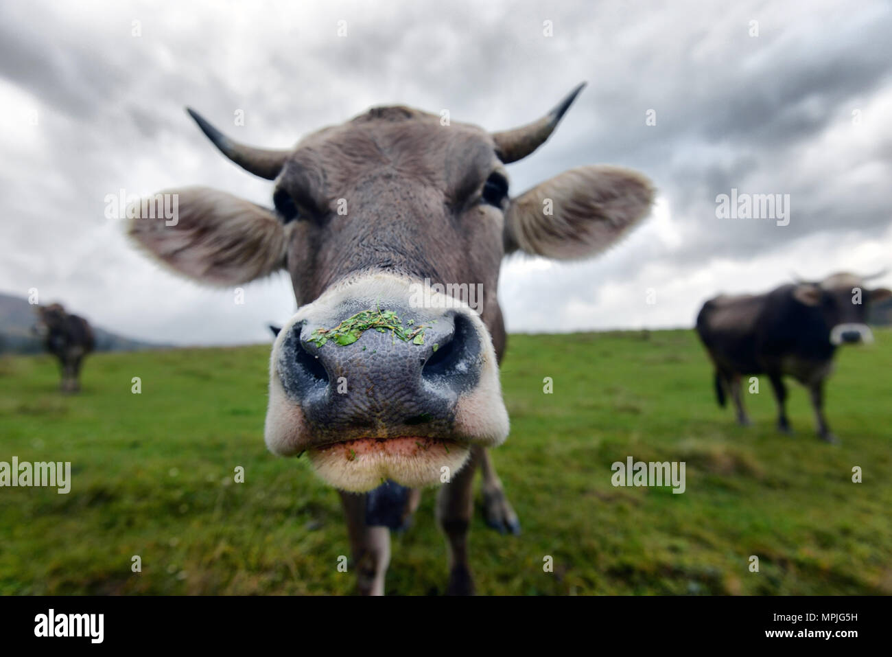 Muzzle cow hi-res stock photography and images - Alamy