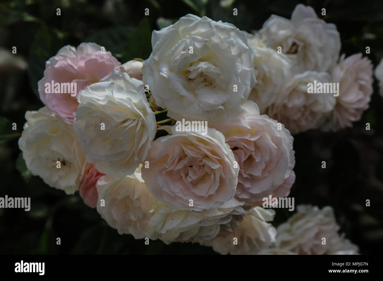 Universta di roma hi-res stock photography and images - Alamy