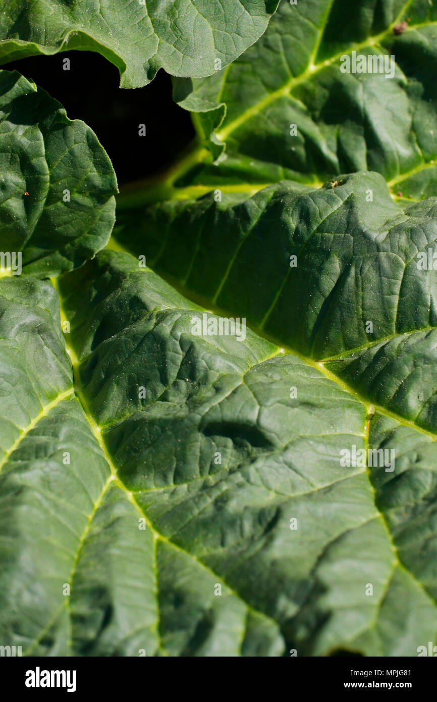 Medicinal Plants Background High Resolution Stock Photography and ...