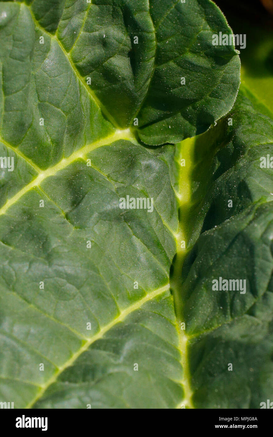 Medicinal Plants Background High Resolution Stock Photography and ...