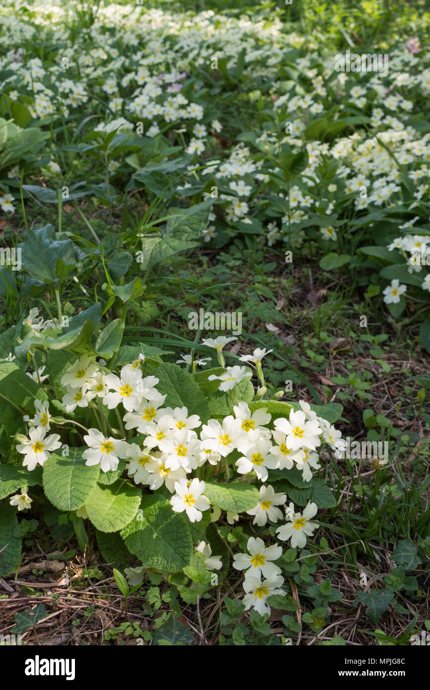 Open Garden charity event at Tregothnan Estate, Cornwall, UK Stock ...