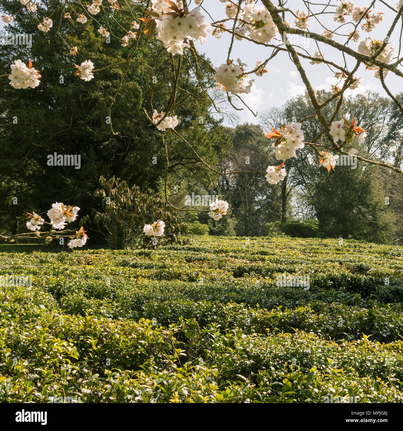 Open Garden charity event at Tregothnan Estate, Cornwall, UK Stock ...