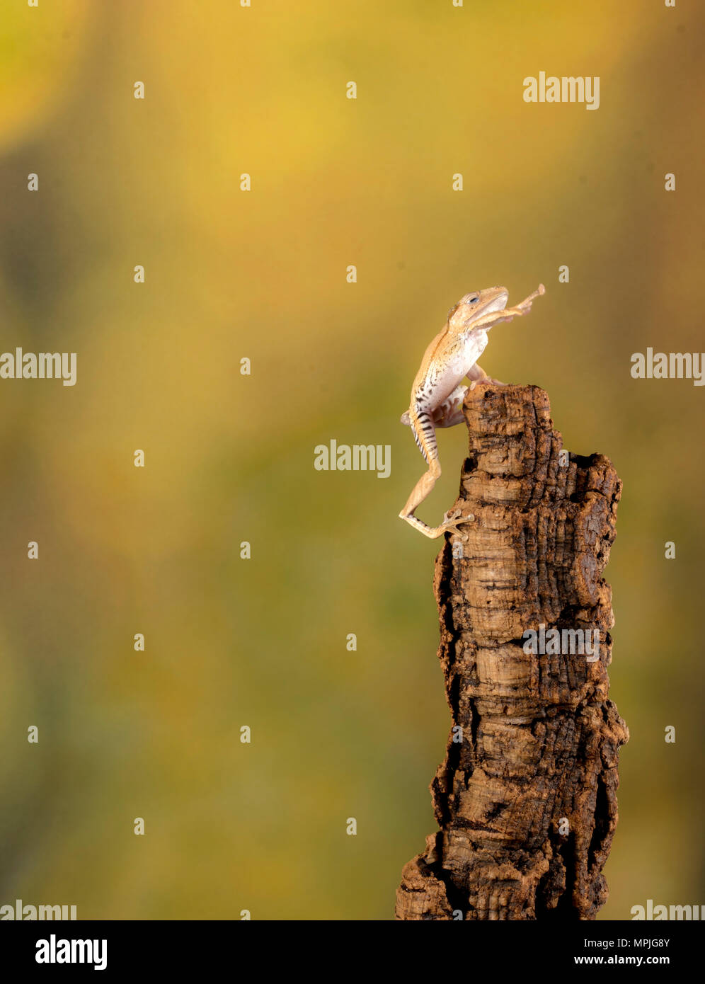a frog celebrating his victory of reaching the top! Stock Photo - Alamy