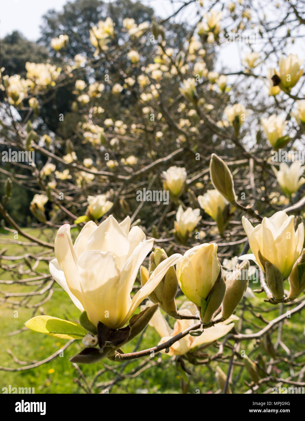 Open Garden charity event at Tregothnan Estate, Cornwall, UK Stock ...