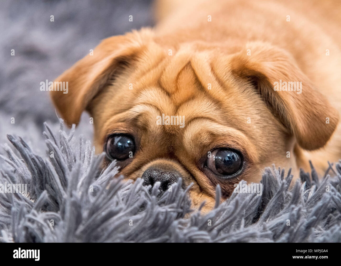 Grey pug hi-res stock photography and images - Alamy