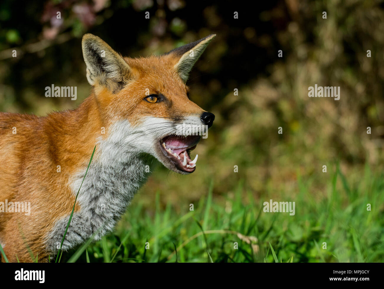 Wild british foxes hi-res stock photography and images - Alamy