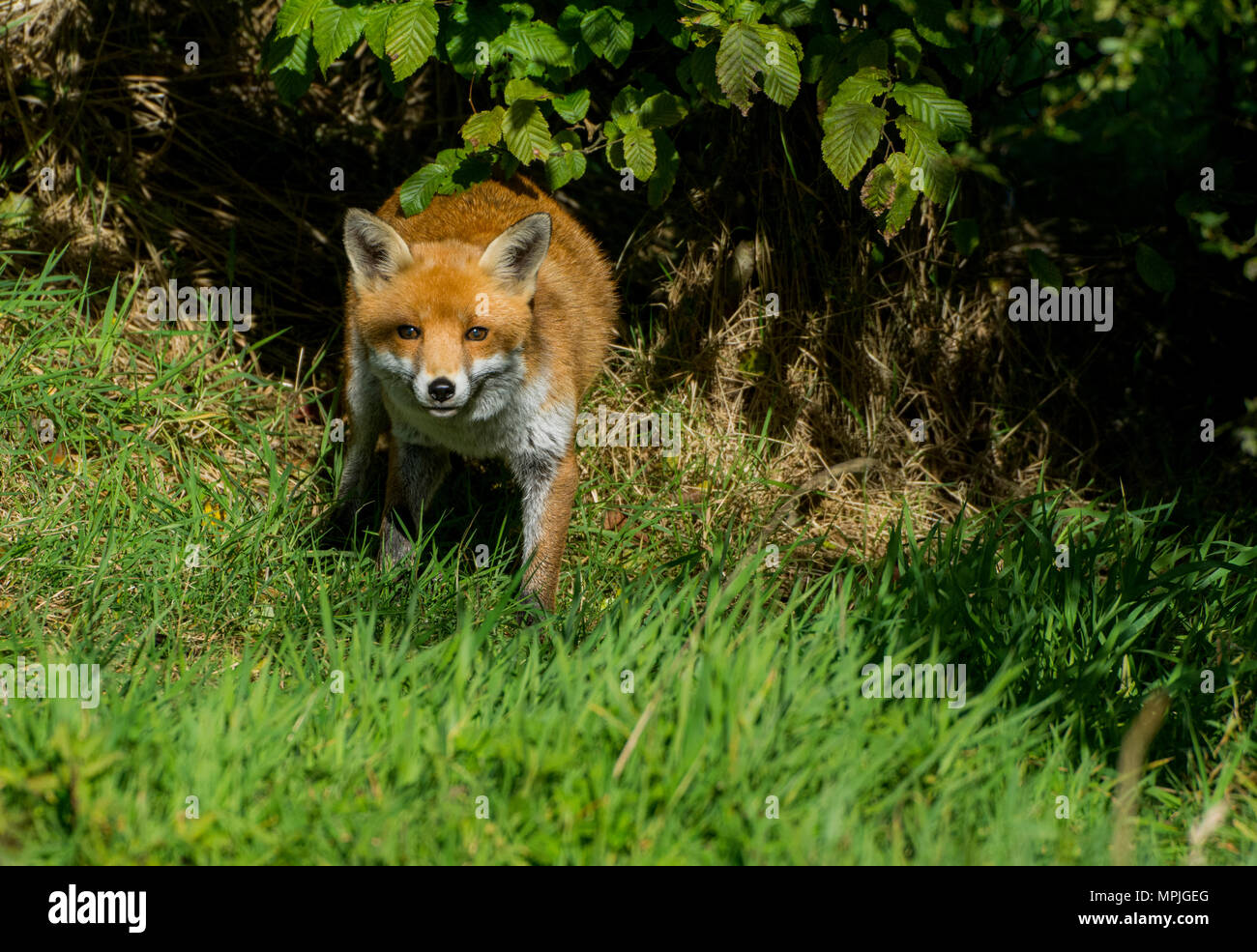 Wild fox portrait looking at camera Stock Photo - Alamy