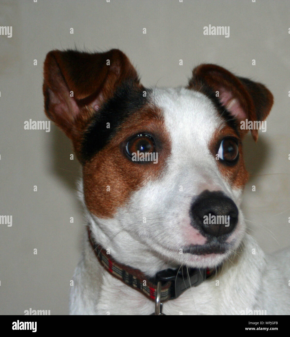 Expresiones de perro hi-res stock photography and images - Alamy