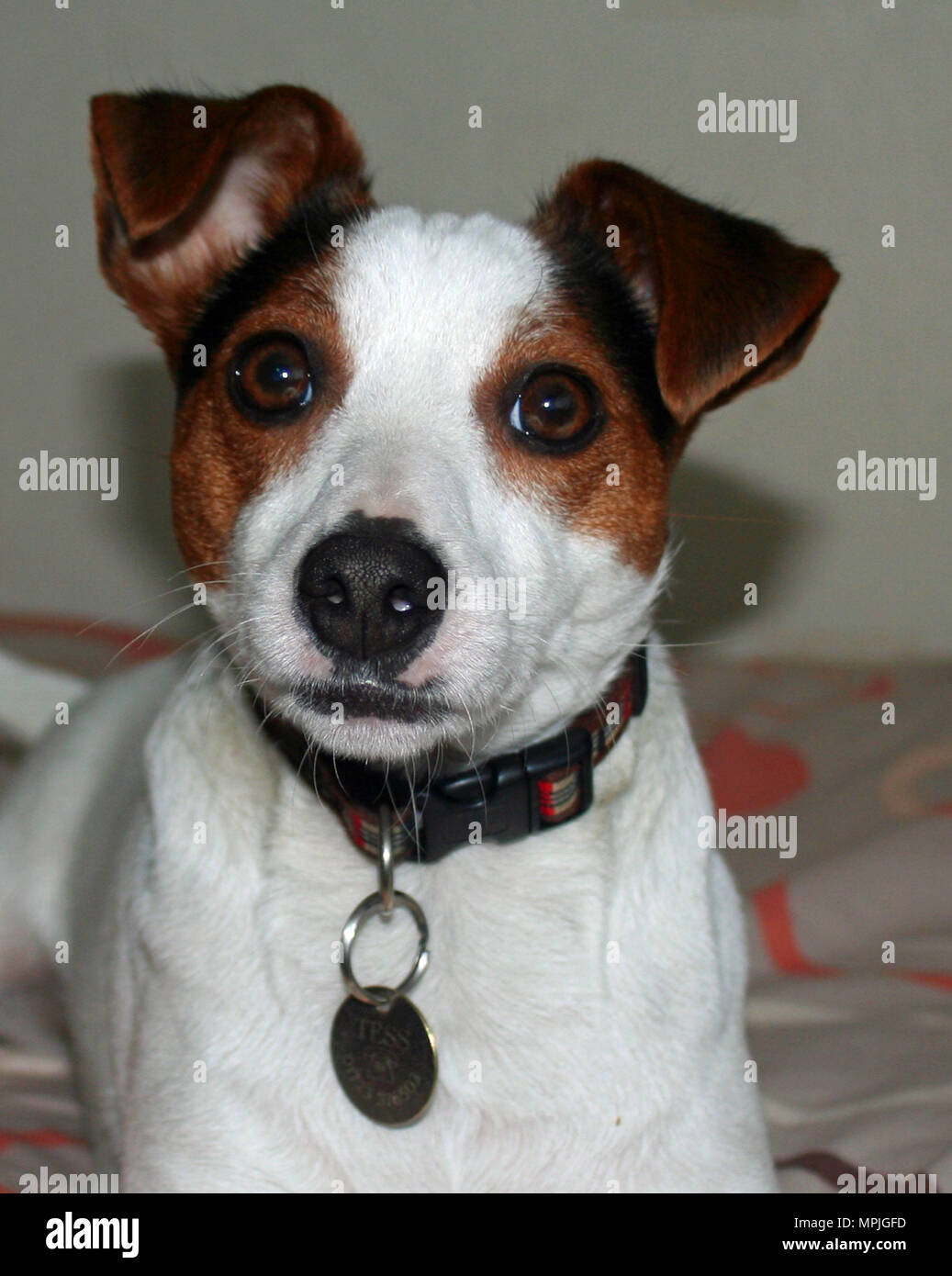 Cachorro y perro hi-res stock photography and images - Alamy