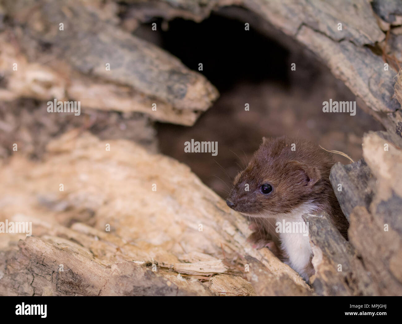 Least weasel summer hi-res stock photography and images - Alamy