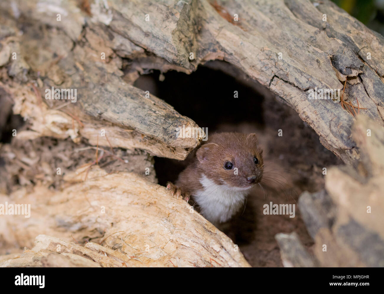 a wild weasel looking out through a log Stock Photo - Alamy