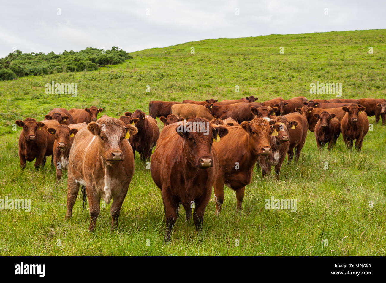 Extensive farming hi-res stock photography and images - Alamy