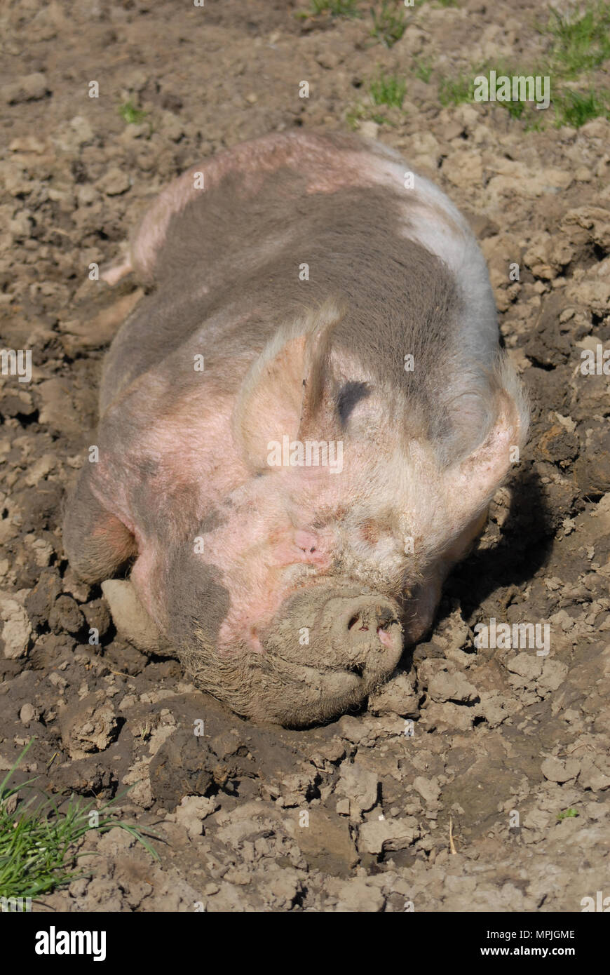Cross breed pig hi-res stock photography and images - Alamy