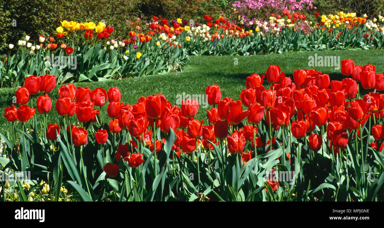 TULIP BLIGHT (BOTRYTIS TULIPAE Stock Photo - Alamy