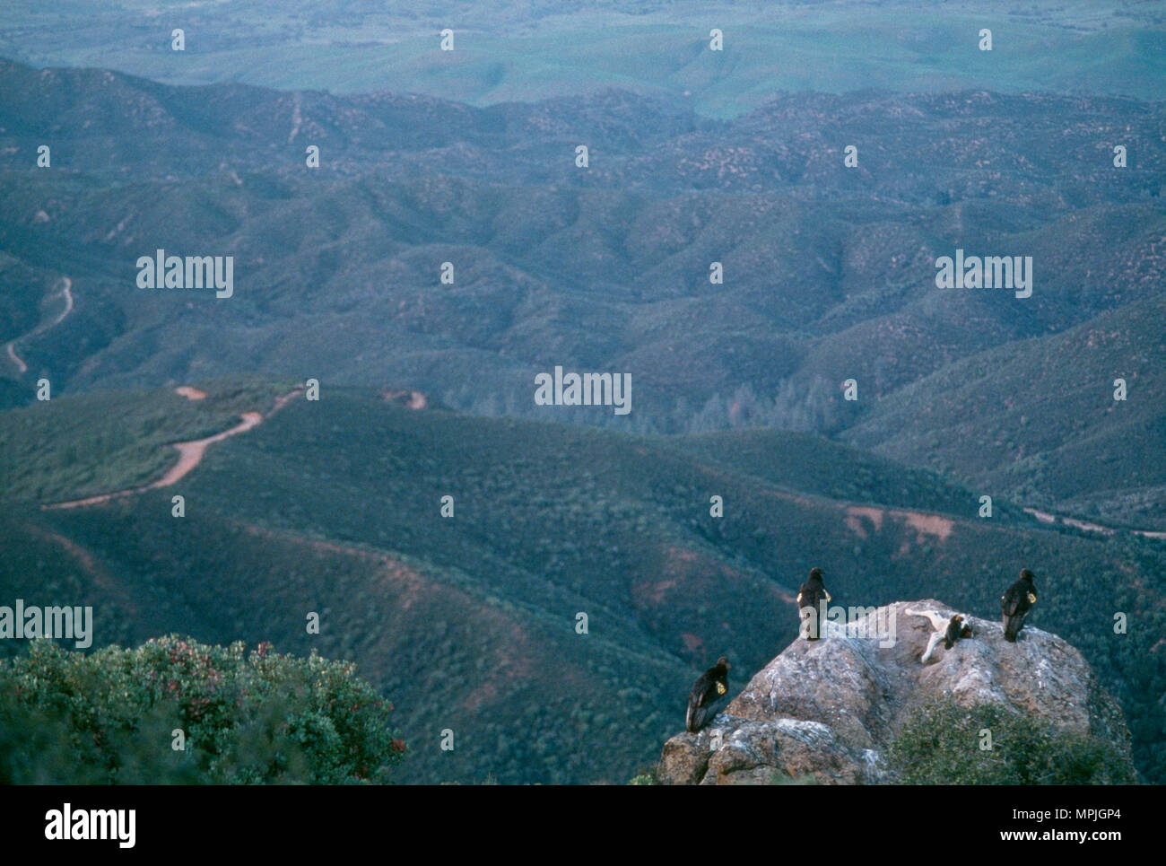 CALIFORNIA CONDOR (GYMNOGYPS CALIFORNIANUS) JUVENILE CONDORS IN THE ...