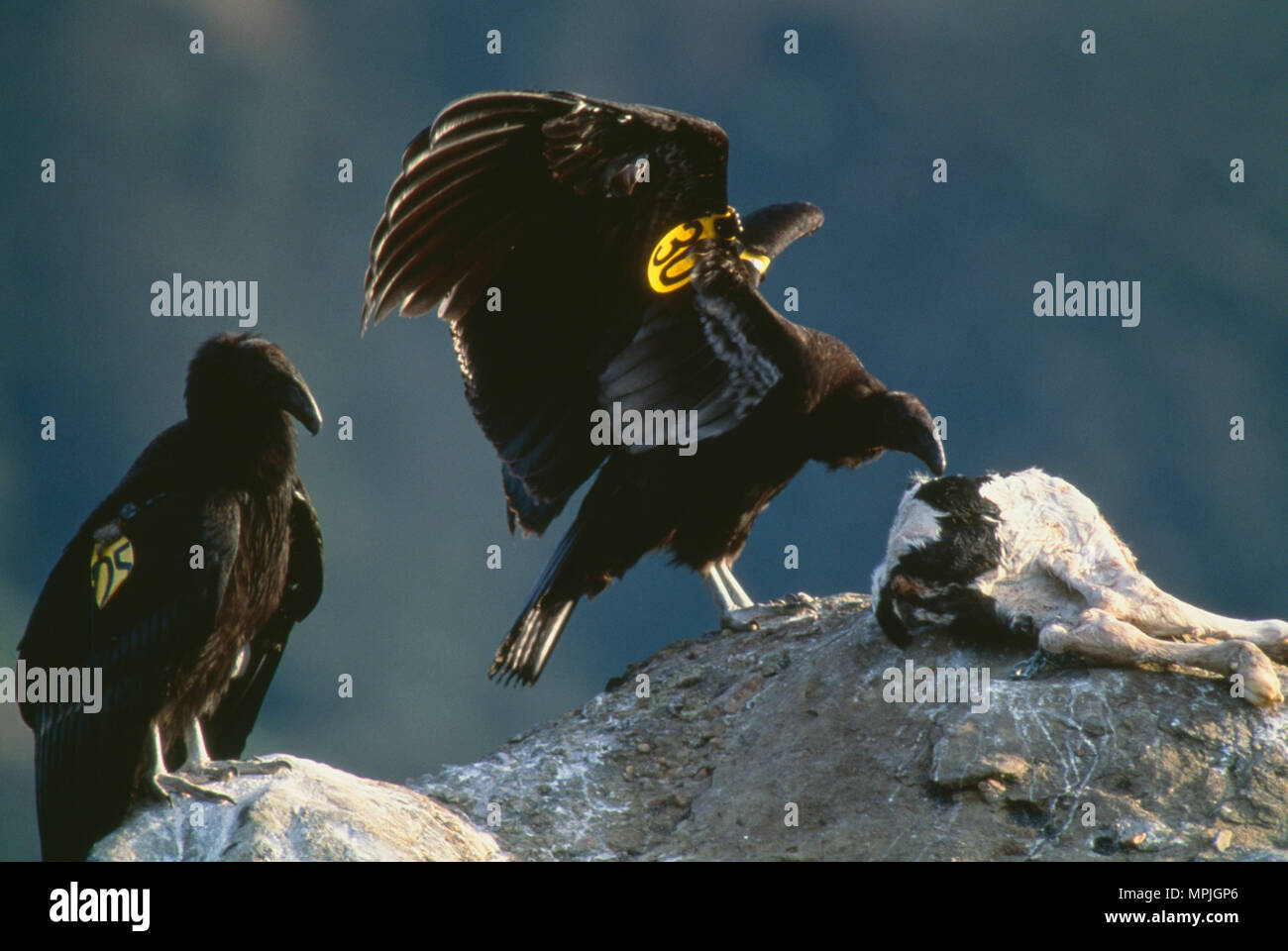 Animal cal hi-res stock photography and images - Alamy