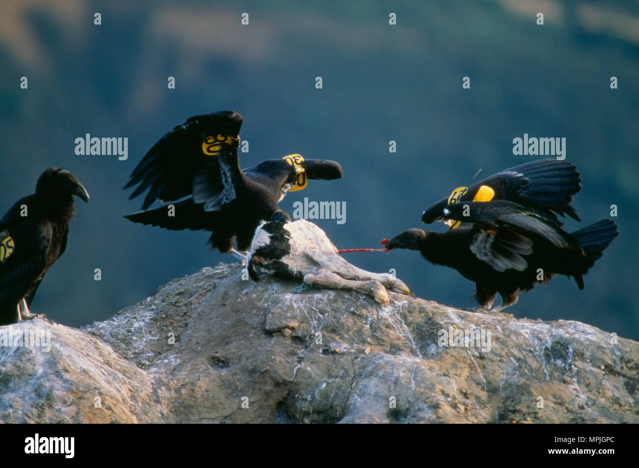 One of the worlds rarest bird species hi-res stock photography and ...