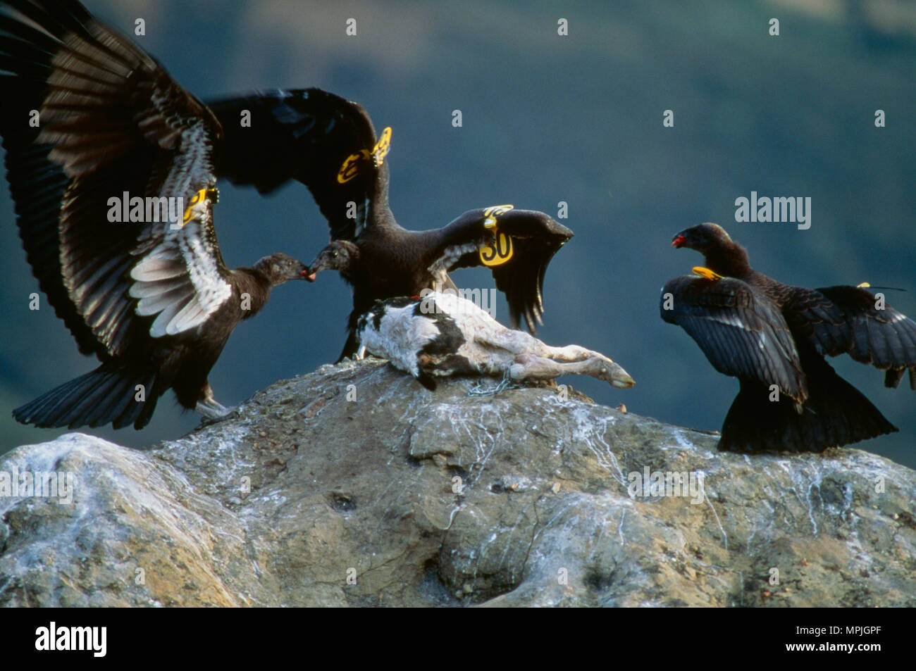 CALIFORNIA CONDOR (GYMNOGYPS CALIFORNIANUS) JUVENILE CONDORS IN THE ...