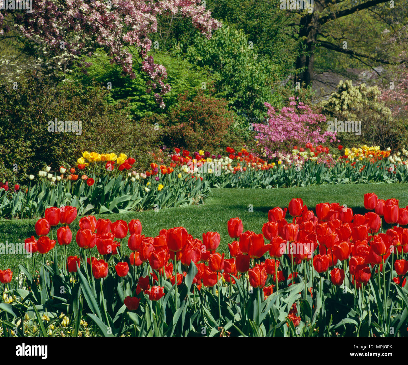 TULIP BLIGHT (BOTRYTIS TULIPAE Stock Photo - Alamy