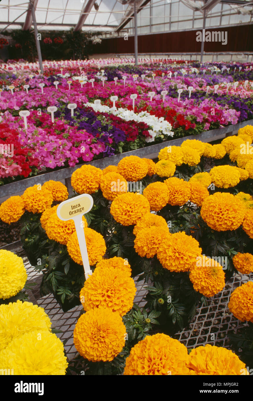 Marigold flowers petunia flowers hi-res stock photography and images ...