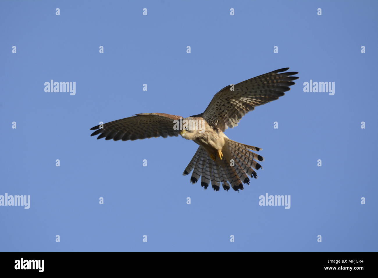 Birds bird hovering hi-res stock photography and images - Alamy