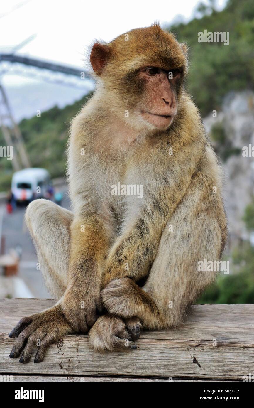 The Barbary Apes of The Rock of Gibraltar. The Barbary Macaque ...