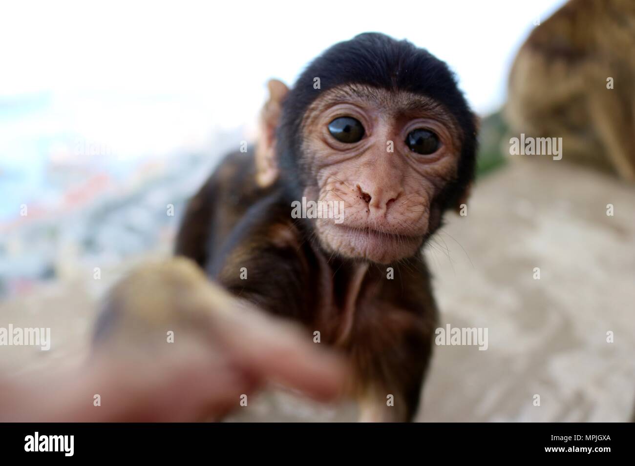 The Barbary Apes of The Rock of Gibraltar. The Barbary Macaque ...