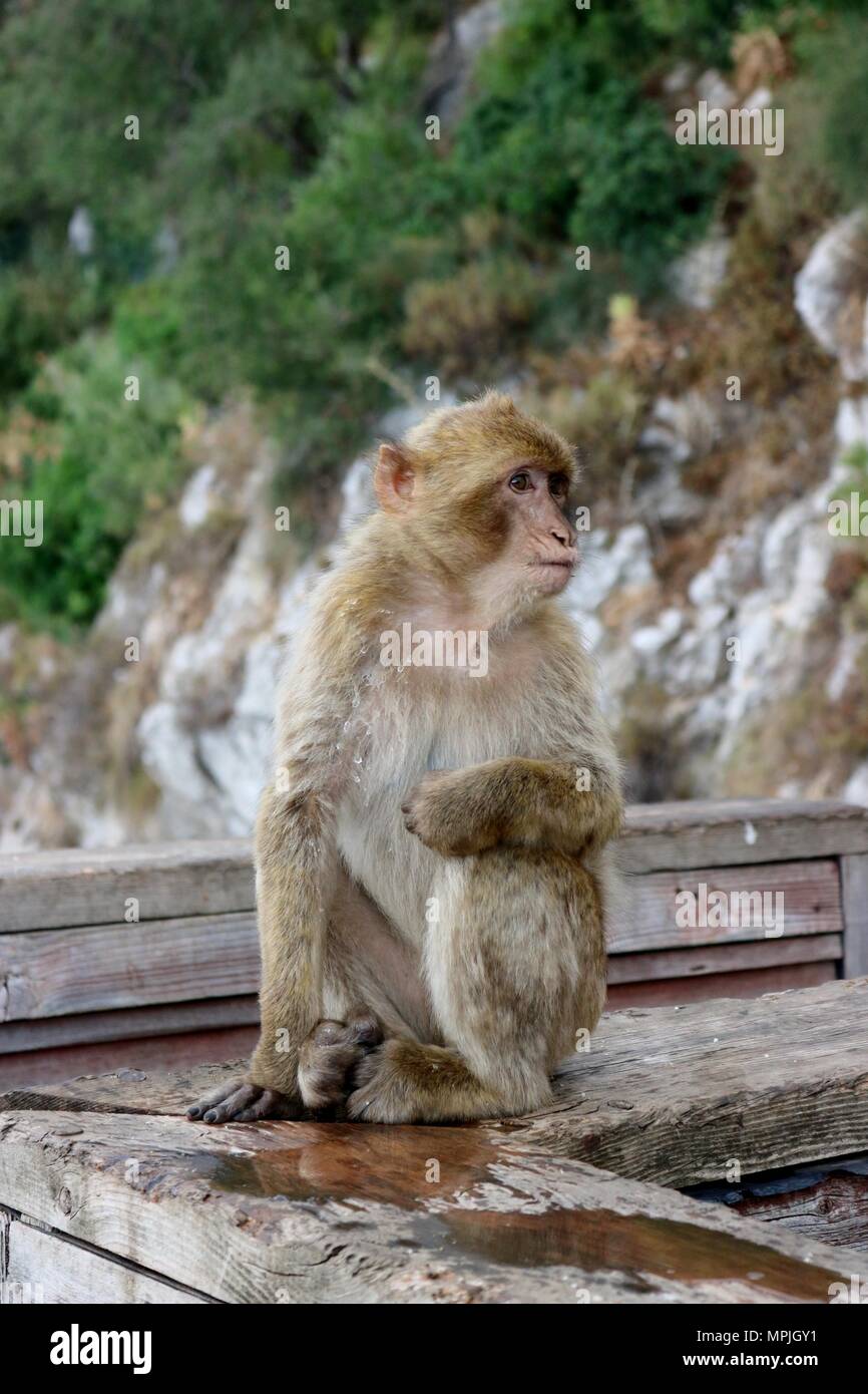 The Barbary Apes of The Rock of Gibraltar. The Barbary Macaque ...