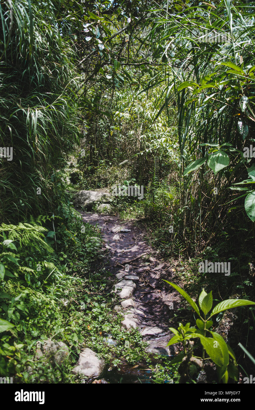 Overgrown forest pathway leading to a waterfall on the famous road of ...