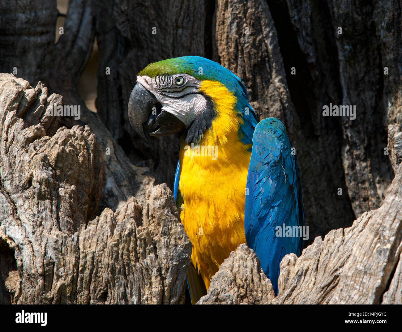 parrot ara ararauna Stock Photo - Alamy