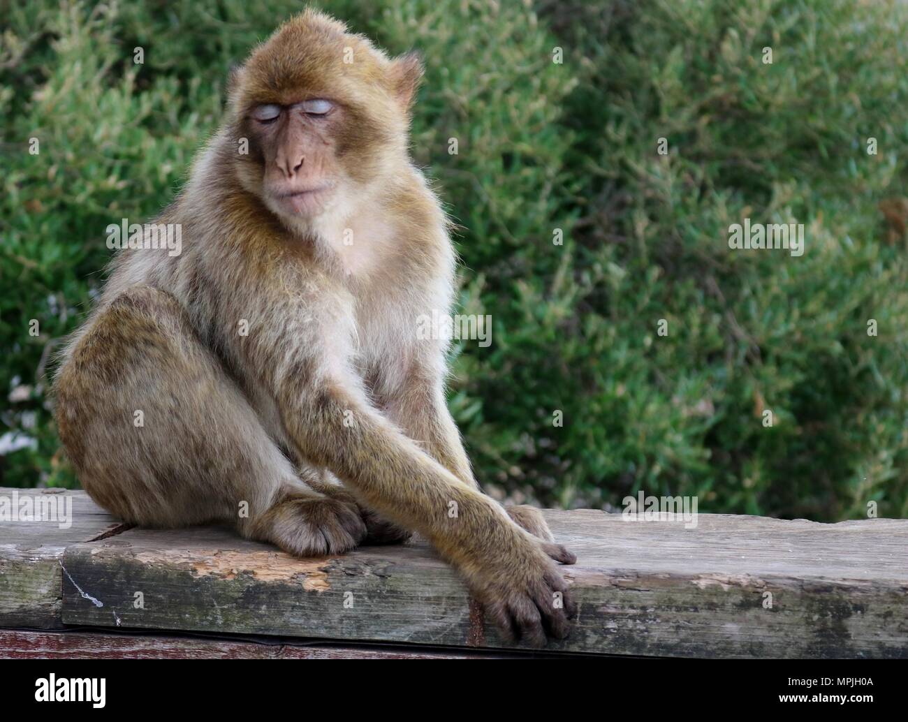 The Barbary Apes of The Rock of Gibraltar. The Barbary Macaque ...
