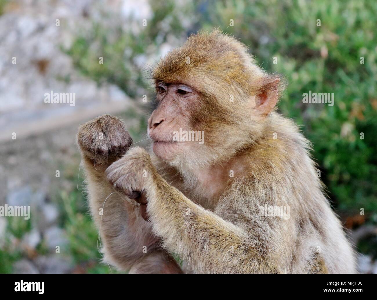 The Barbary Apes of The Rock of Gibraltar. The Barbary Macaque ...