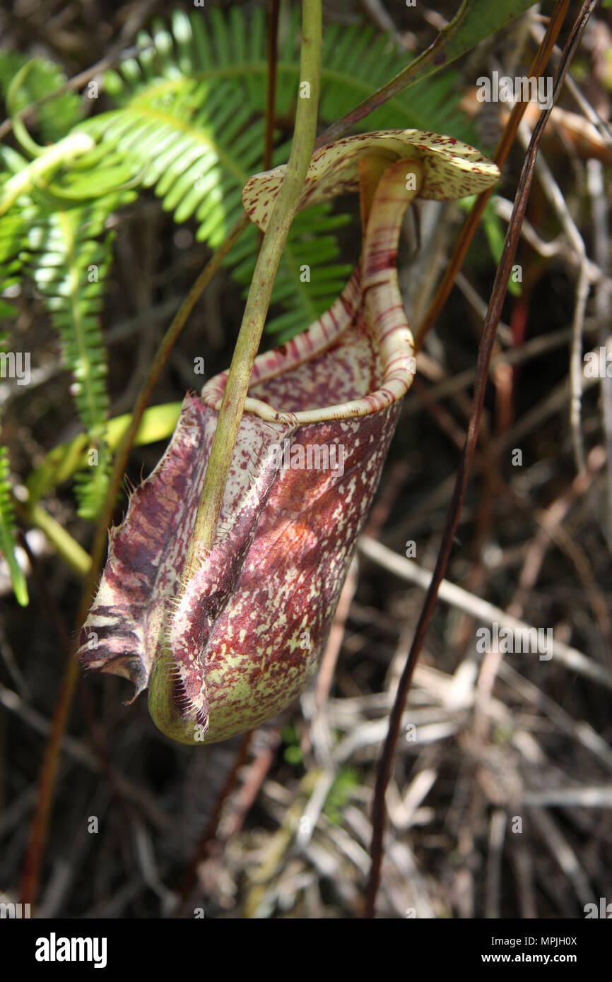 Predator plants hi-res stock photography and images - Alamy