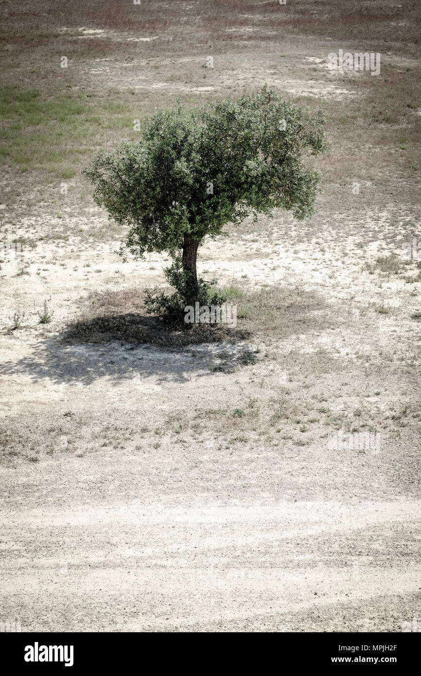 Abandoned farm field in a rural area of Catalonia Stock Photo - Alamy
