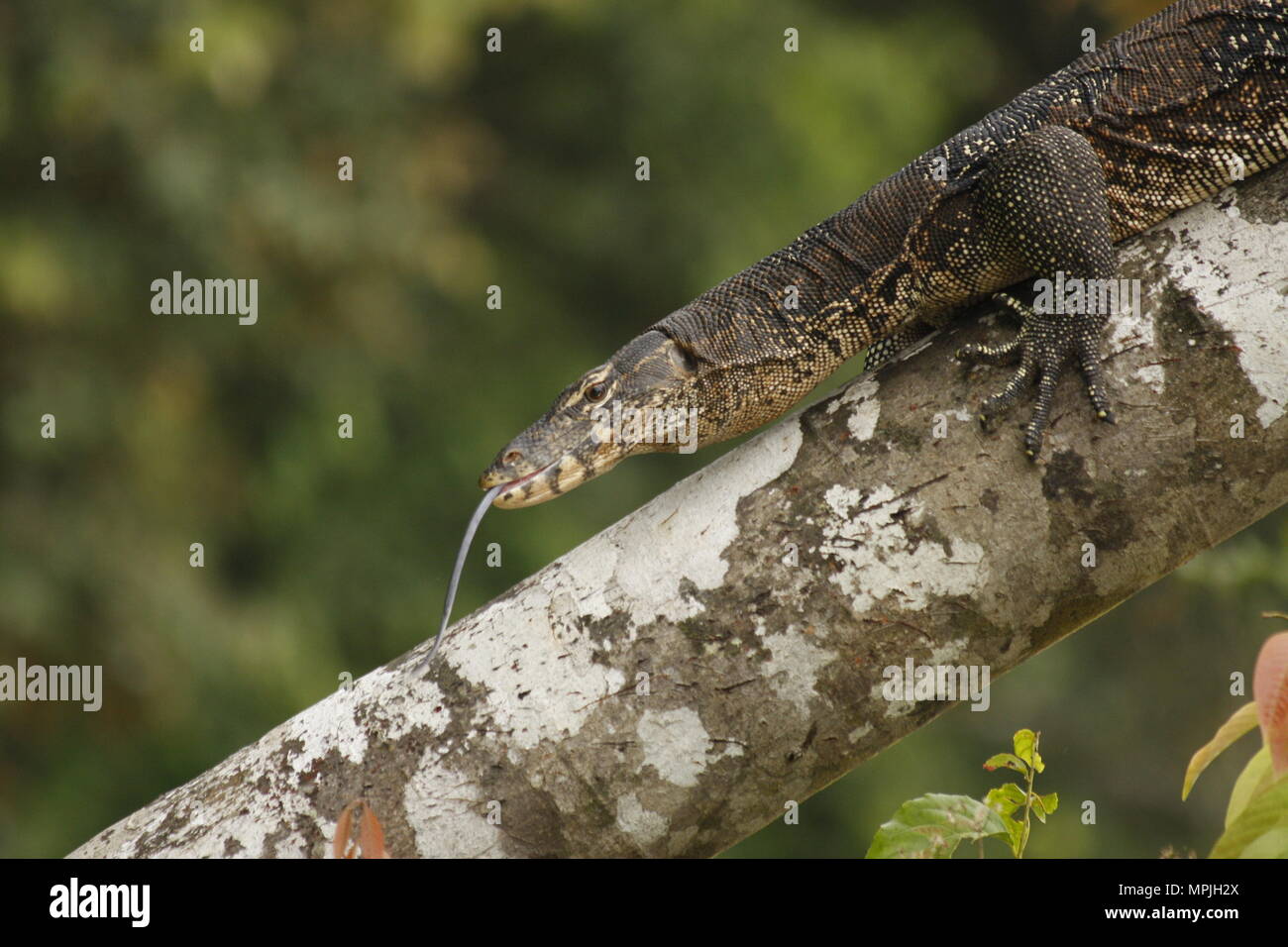 Common water monitor hi-res stock photography and images - Alamy