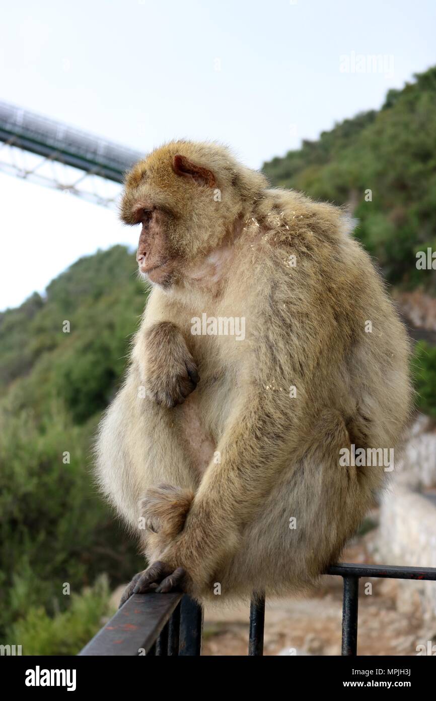 The Barbary Apes of The Rock of Gibraltar. The Barbary Macaque ...