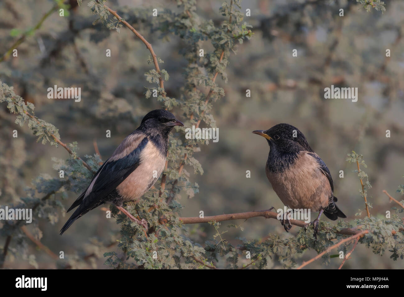 Rosy Starlings (Pastor roseus) Perched On Branch Stock Photo - Alamy