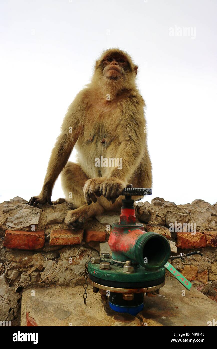 The Barbary Apes of The Rock of Gibraltar. The Barbary Macaque ...