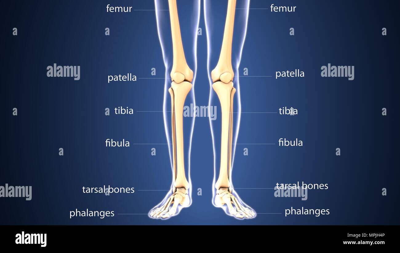 Anatomy