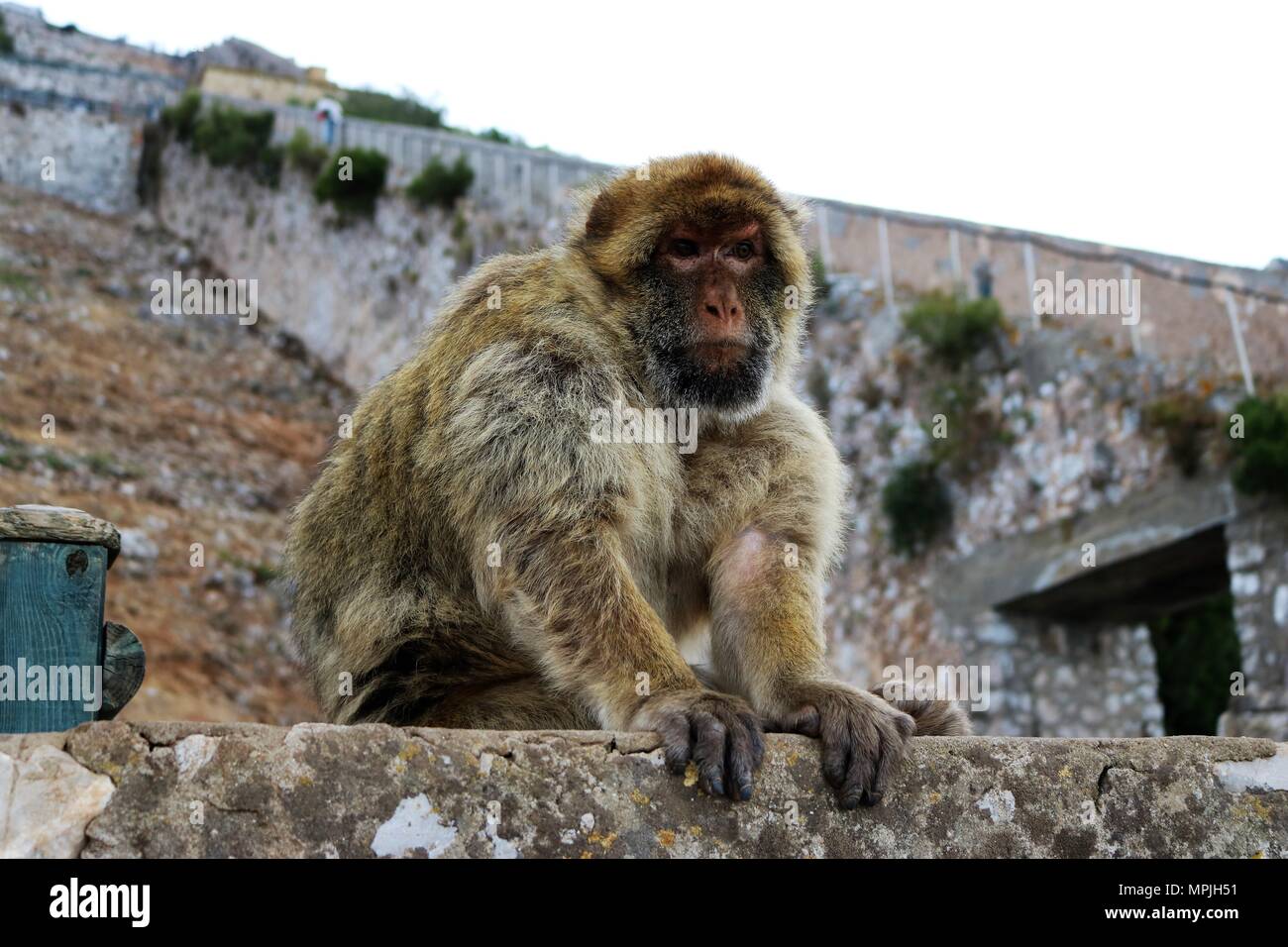 The Barbary Apes of The Rock of Gibraltar. The Barbary Macaque ...