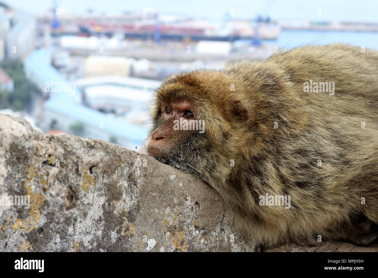 Old continent monkeys hi-res stock photography and images - Alamy